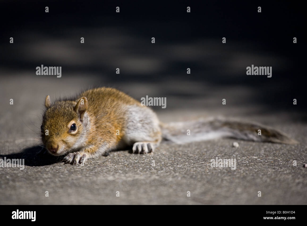 Baby gray squirrel hi-res stock photography and images - Alamy