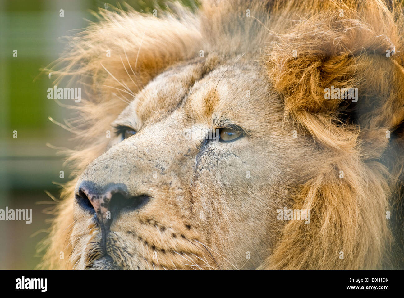Asiatic Lion Panthra leo persicus Stock Photo - Alamy