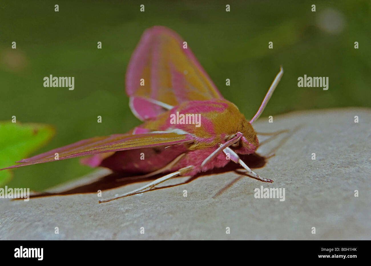 Elephant Hawk Moth Stock Photo - Alamy