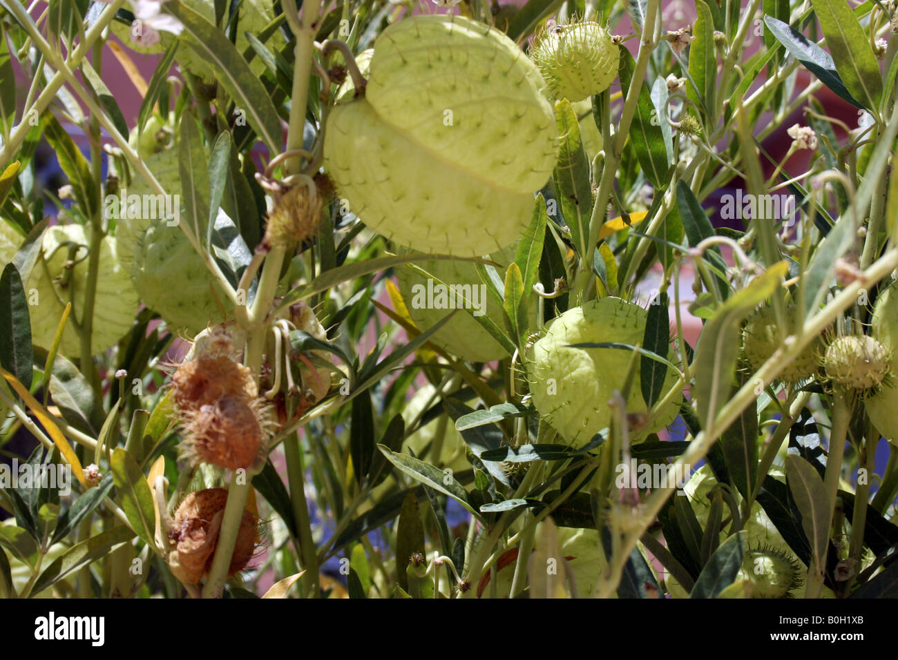 Exotic plant cyprus hi-res stock photography and images - Alamy