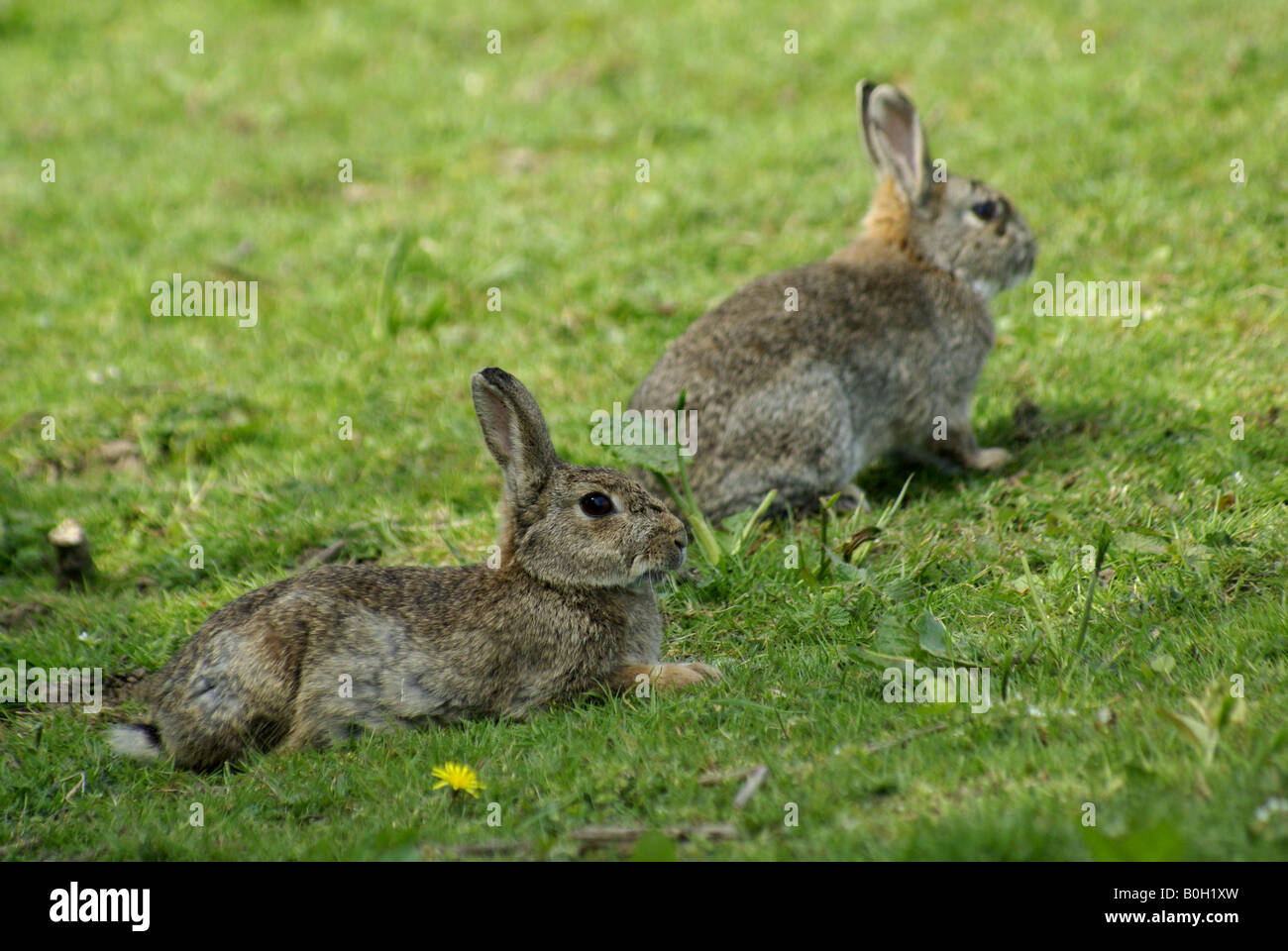 Rabbits relax in field Stock Photo - Alamy