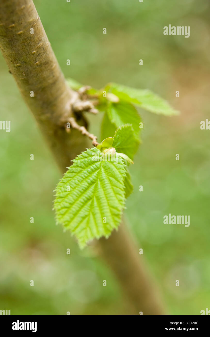 New Spring Shoots Stock Photo - Alamy