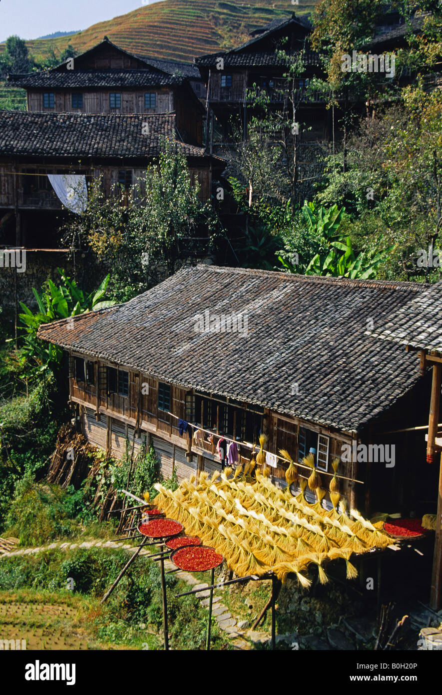 Ping An village in Longji (Dragon's Back) during harvest season with ...