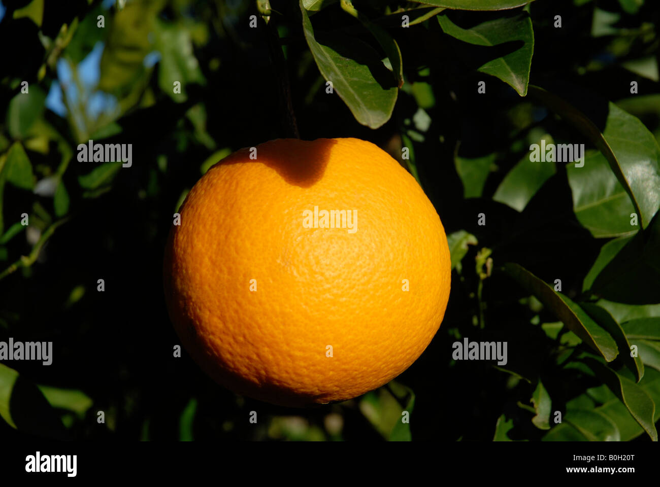 orange growing on tree Stock Photo - Alamy