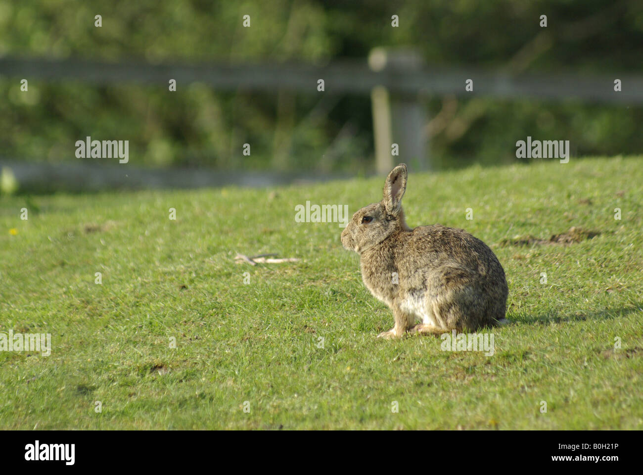Rabbit in field Stock Photo - Alamy