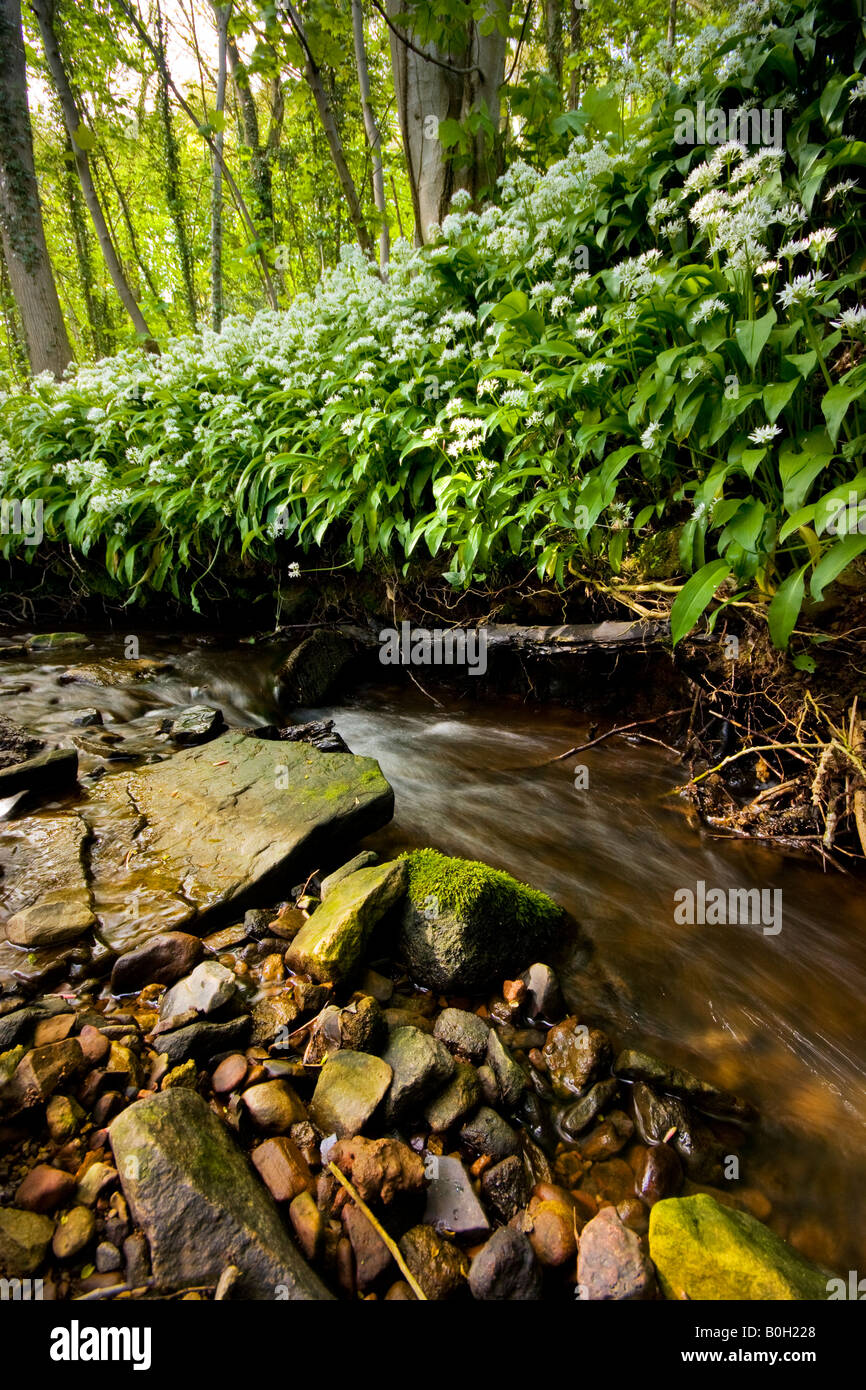 Rush garlic hi-res stock photography and images - Alamy