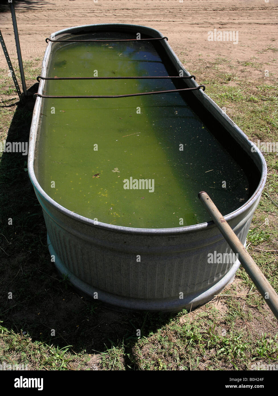 Cattle trough at base of windmill with excessive algae growth Stock ...