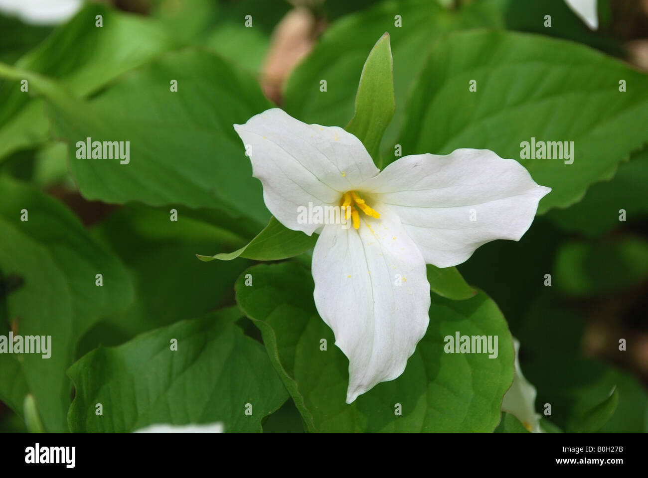 White Trillium flower blooming (Trillium grandiflorum Stock Photo - Alamy