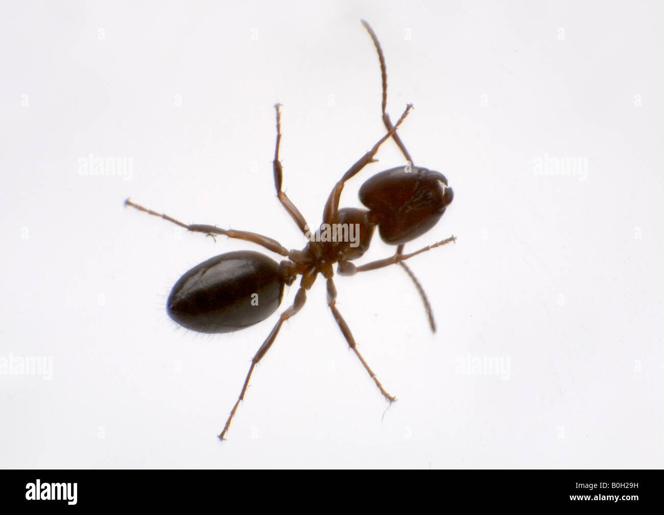 Ant from underside closeup Stock Photo - Alamy