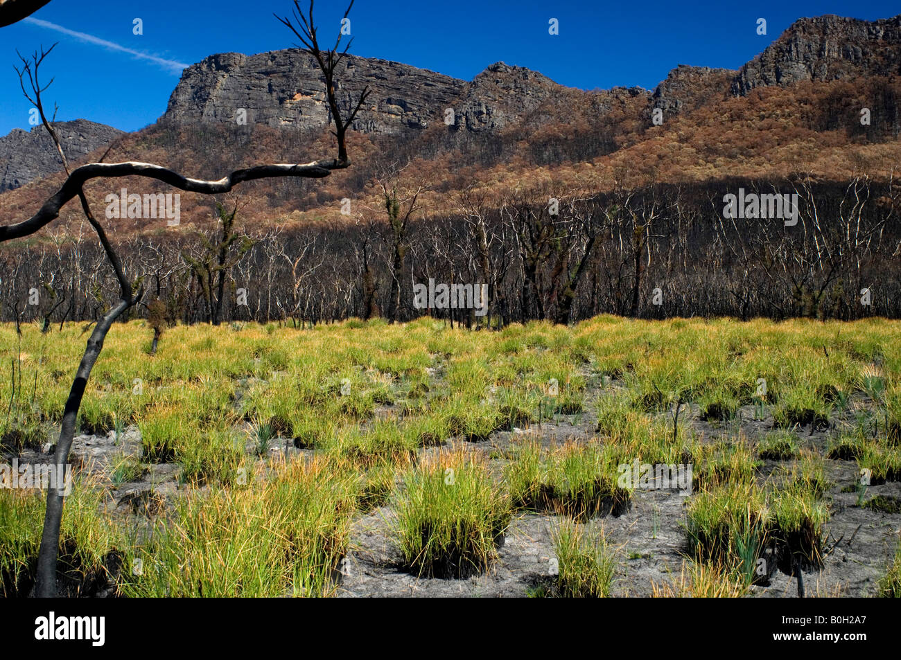 Bushfire wildfire regeneration regrowth hi-res stock photography and ...