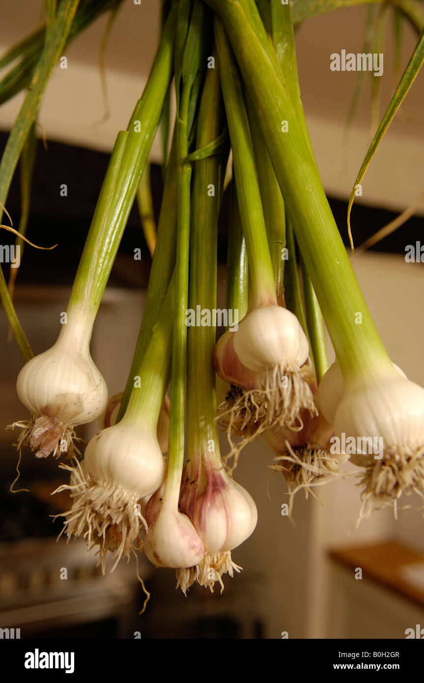 Bunch of spring onions hanging in a kitchen UK Stock Photo - Alamy