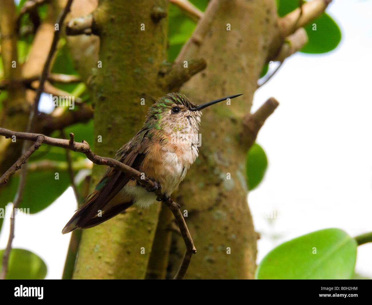 Broadbill Hummingbird Cyanthus latirostris Stock Photo - Alamy
