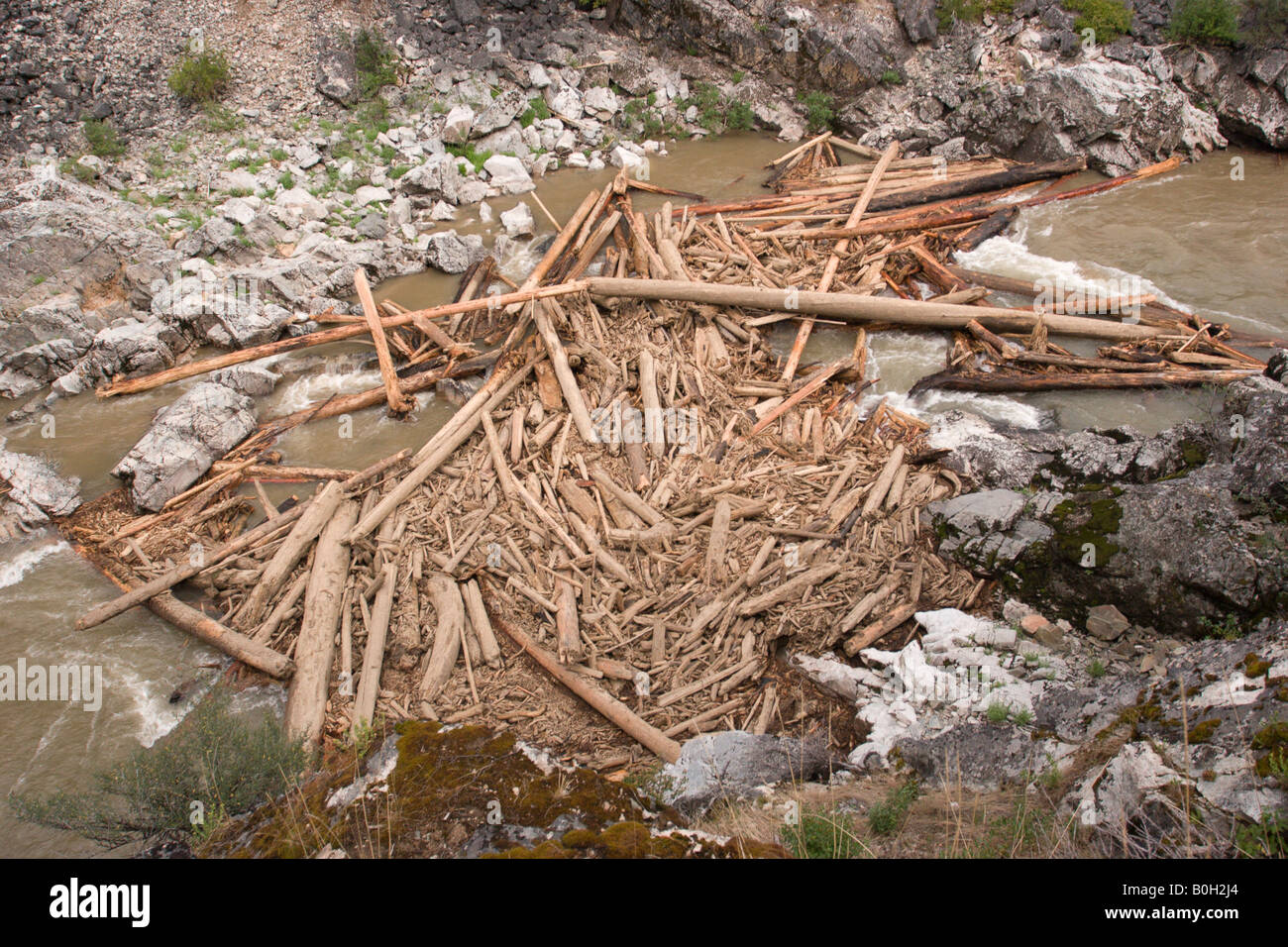 North America Idaho Frank Church River of No Return, Middle Fork Salmon ...