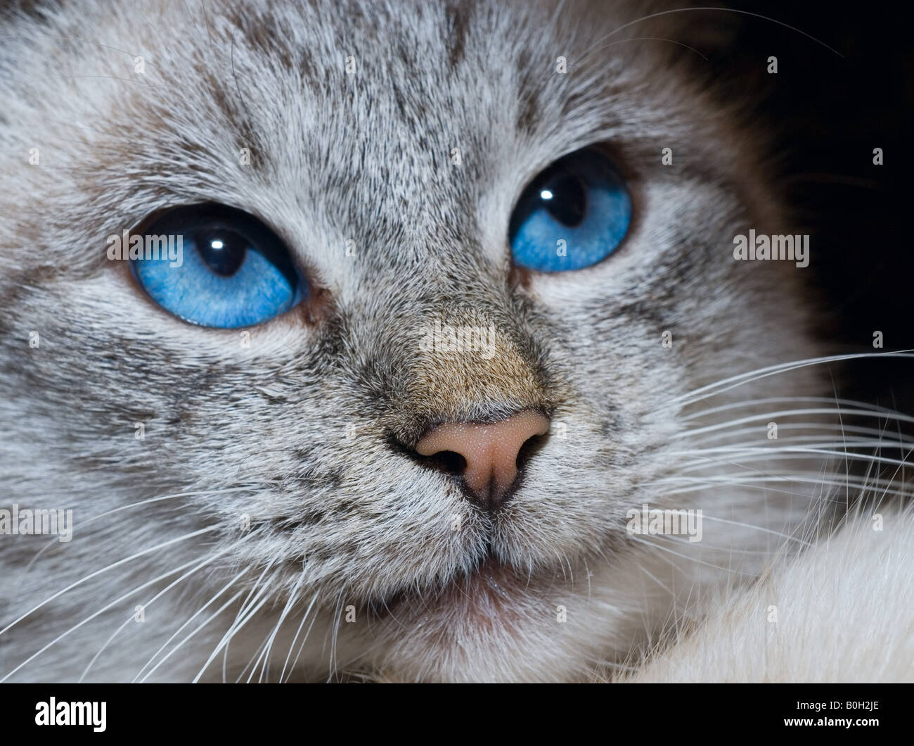 cat with deep blue eyes Stock Photo - Alamy
