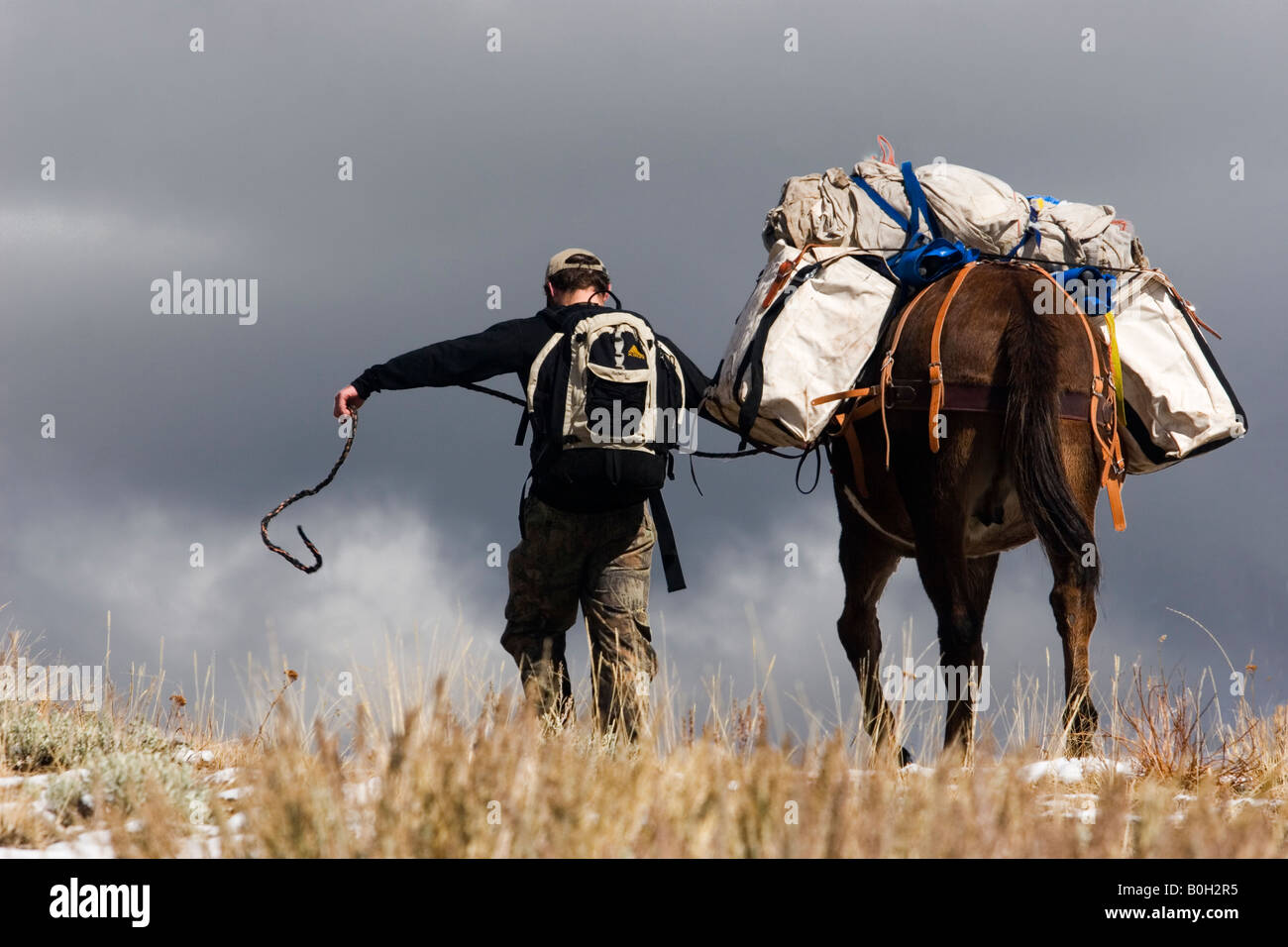 Packing out of Elk Hunting camp with a mule, Idaho. MR Stock Photo - Alamy