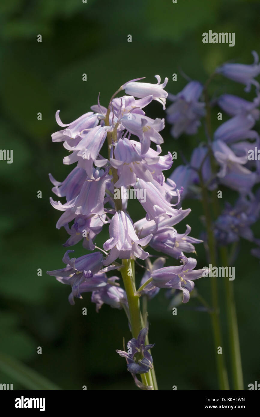 Spanish bluebell flowers. Hyacinthoides hispanica, syn. Endymion ...