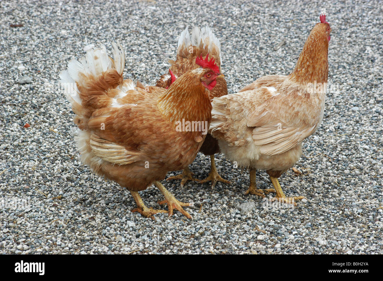 Gallina birds hi-res stock photography and images - Alamy