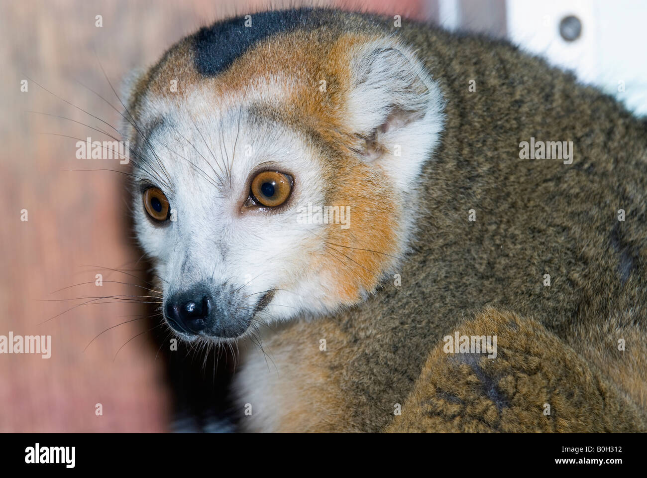 Crowned Lemur Eulemur coronatus Stock Photo - Alamy
