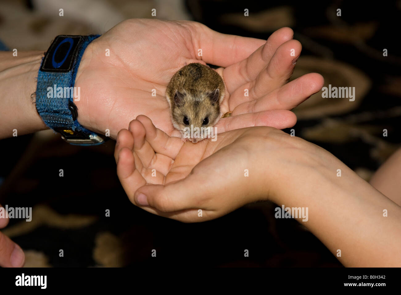 A Chinese drawf hamster is transferred from an adult s hand to a child ...
