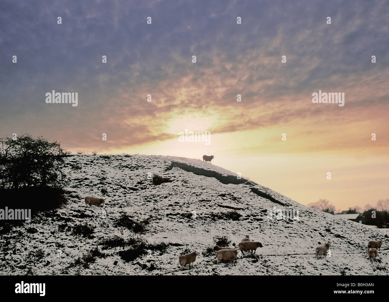 Sheep Snow Sunset Sky Uk High Resolution Stock Photography and Images ...