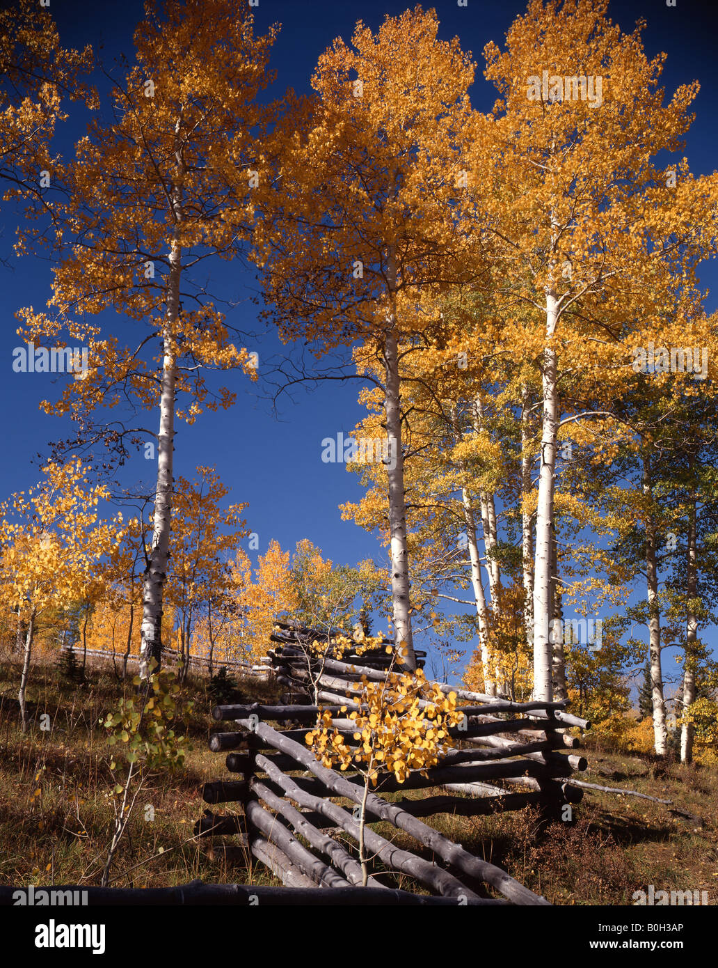 Aspen Trees with Wooden Fence Stock Photo - Alamy