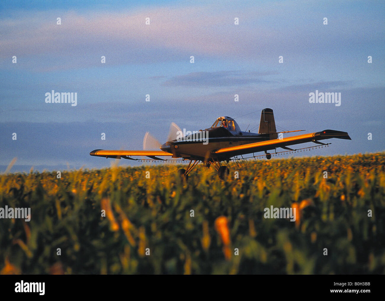 A crop duster flys low over a corn field in Idaho s Treasure Valley ...