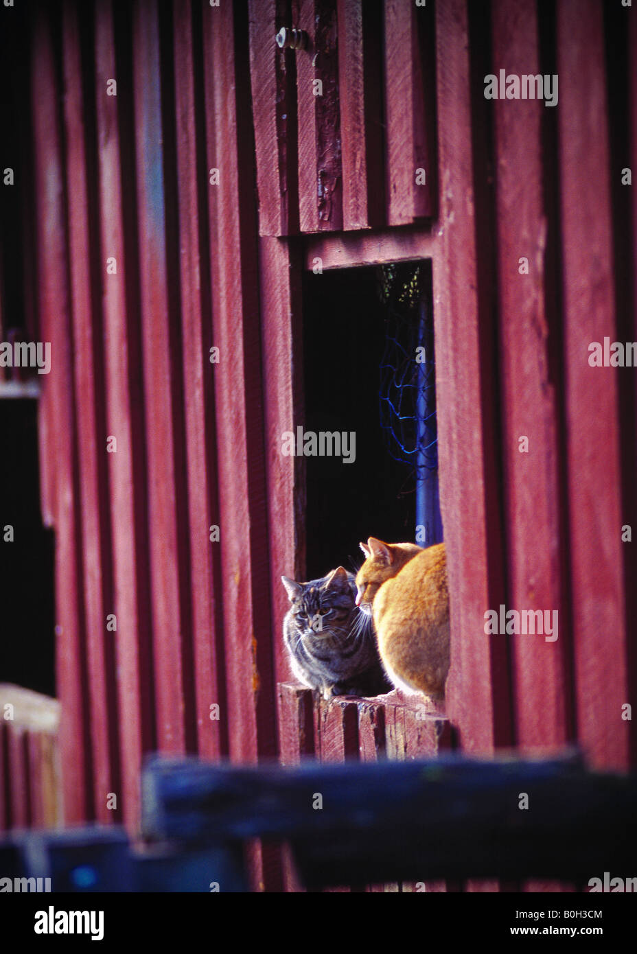 Farm Cats hang out in an open barn window at the Alison Ranch along the ...