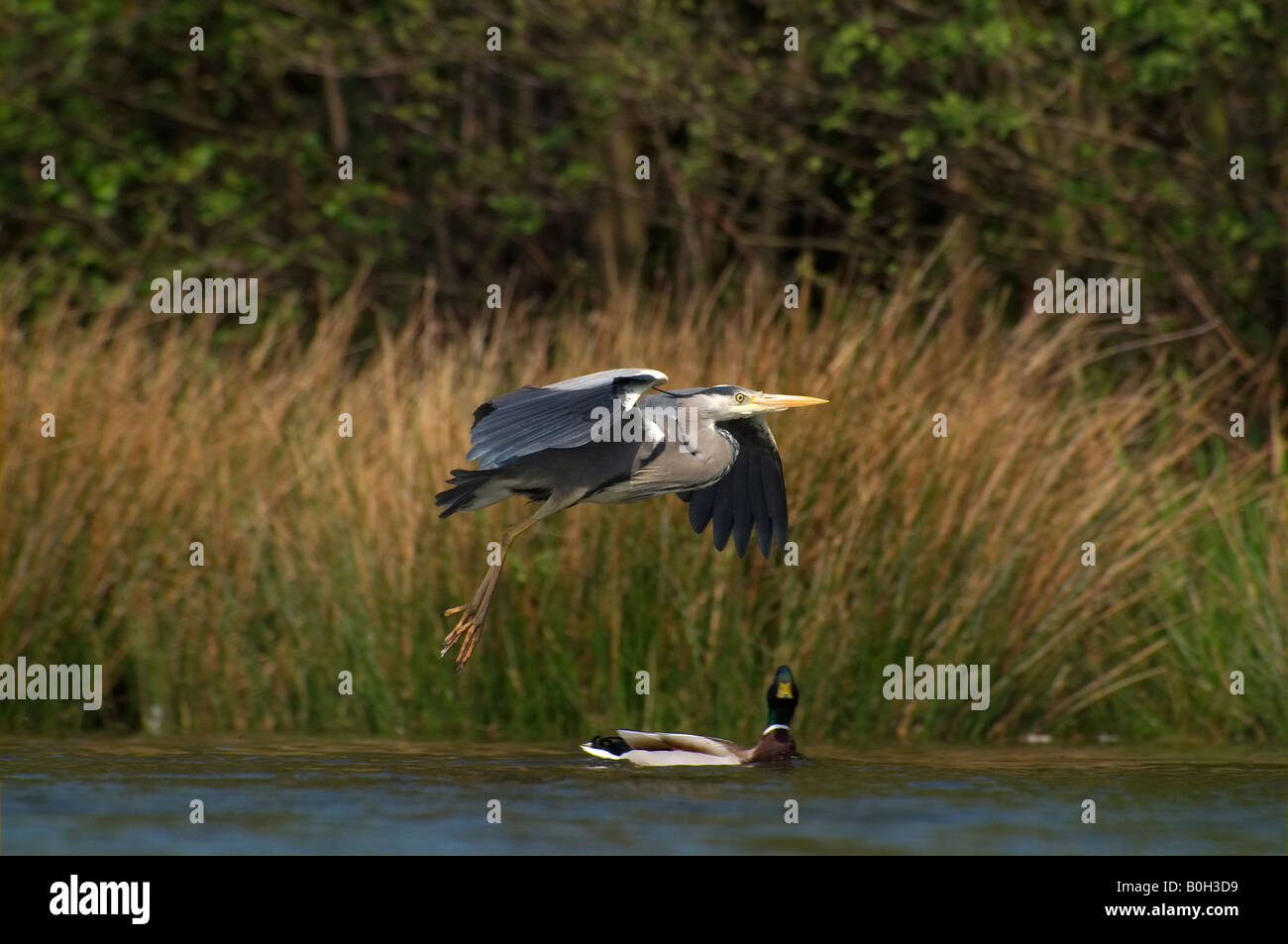 Grey Heron about to land in the reeds at the edge of a Cheshire lake ...