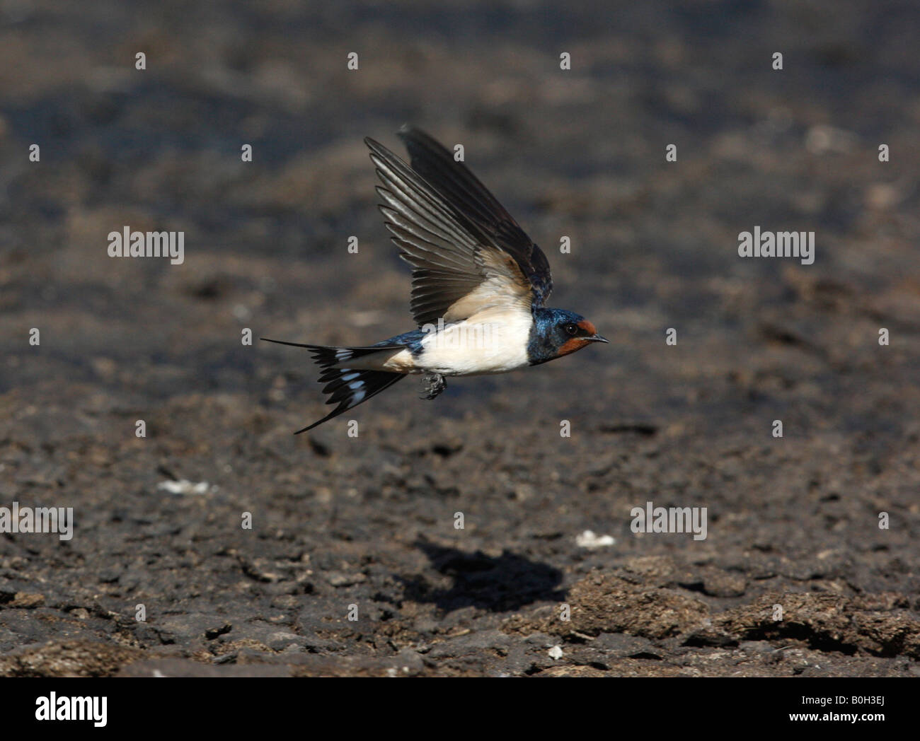 Hirundo rustica flying uk spring hi-res stock photography and images ...