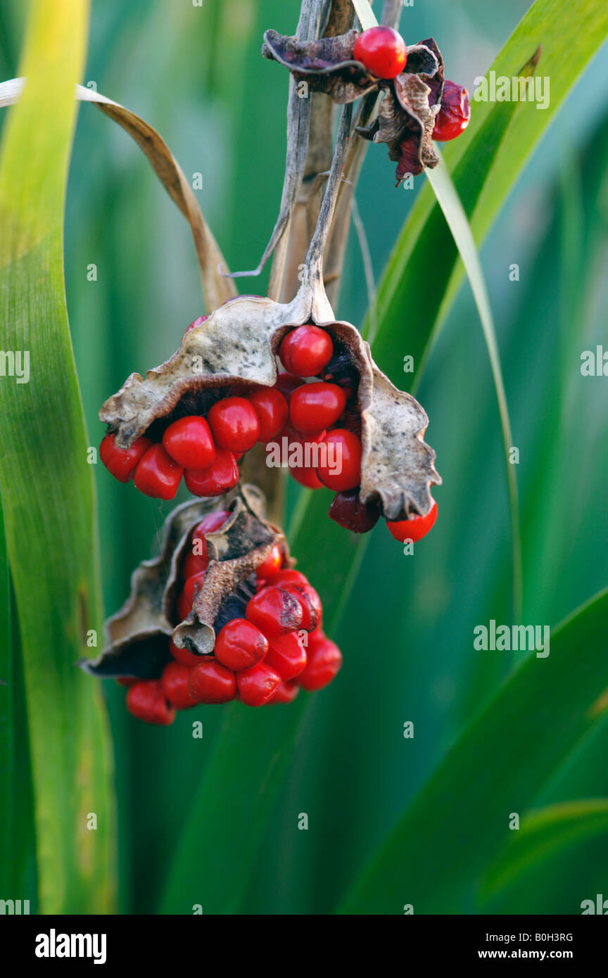 Stinking Iris Iris Foetidissima Berries High Resolution Stock ...