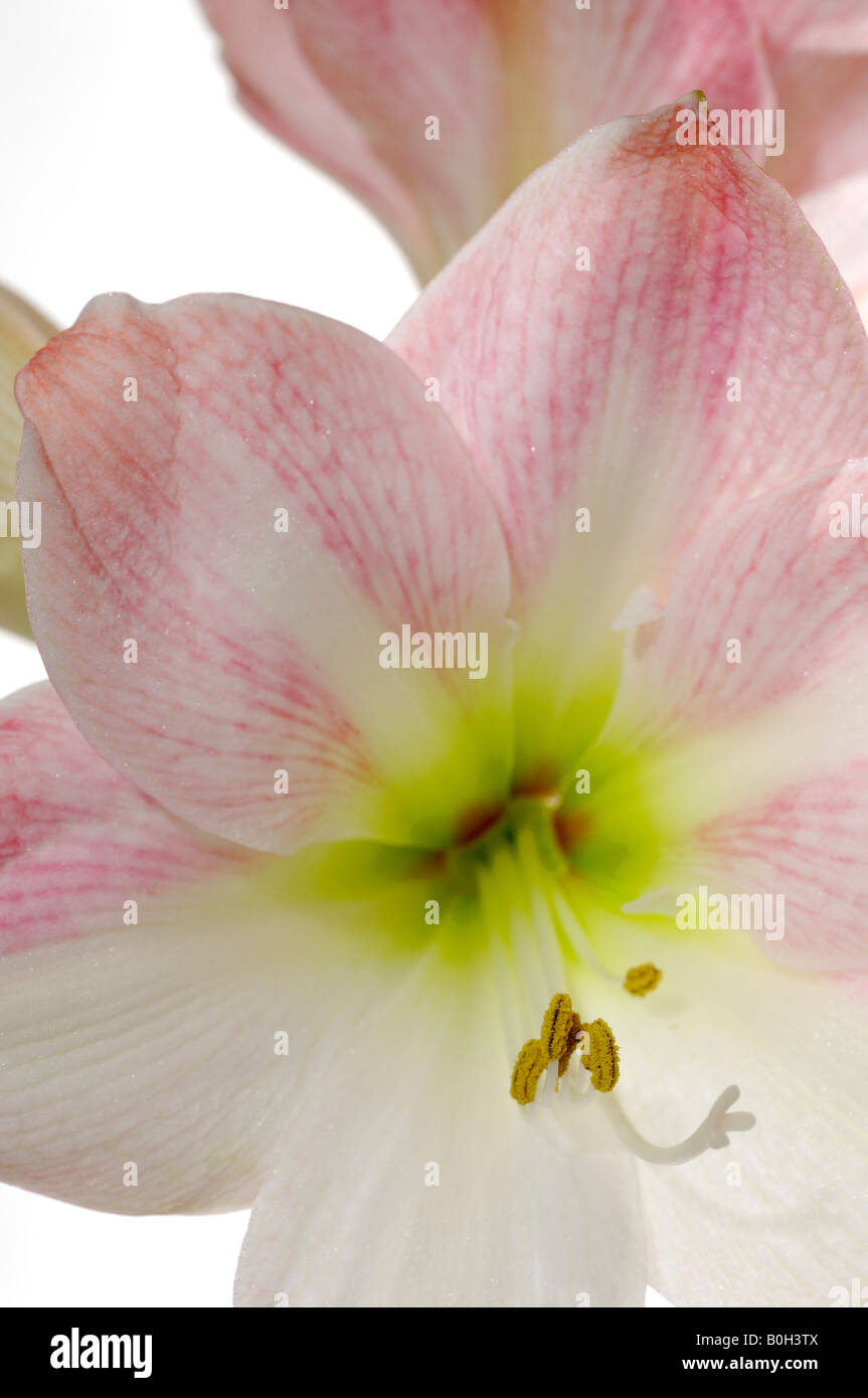 Close-up of Hippeastrum flower Stock Photo - Alamy