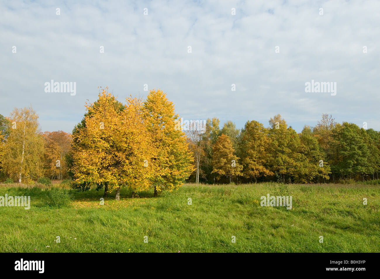 yellow trees in a green field Stock Photo - Alamy