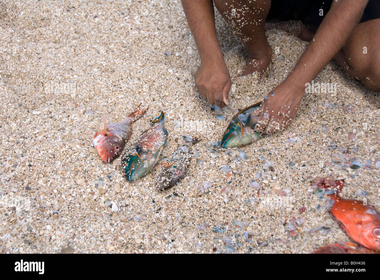 Cuban fisherman scaling fish Stock Photo - Alamy