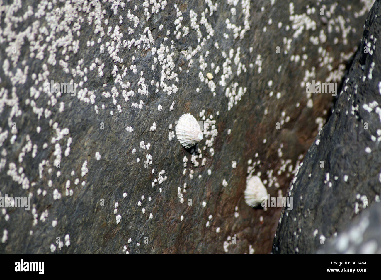 Rock with attached Shells and Molluscs Stock Photo - Alamy