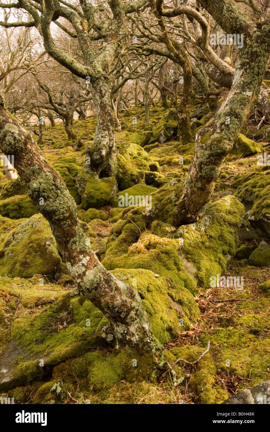 Native oak scotland hi-res stock photography and images - Alamy