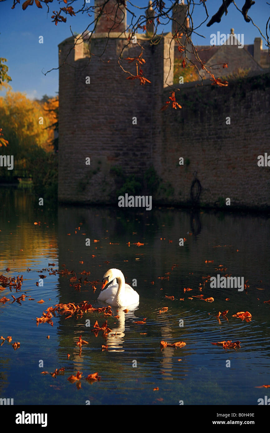 Mute swan on the Bishops Palace moat Wells Somerset UK Stock Photo - Alamy