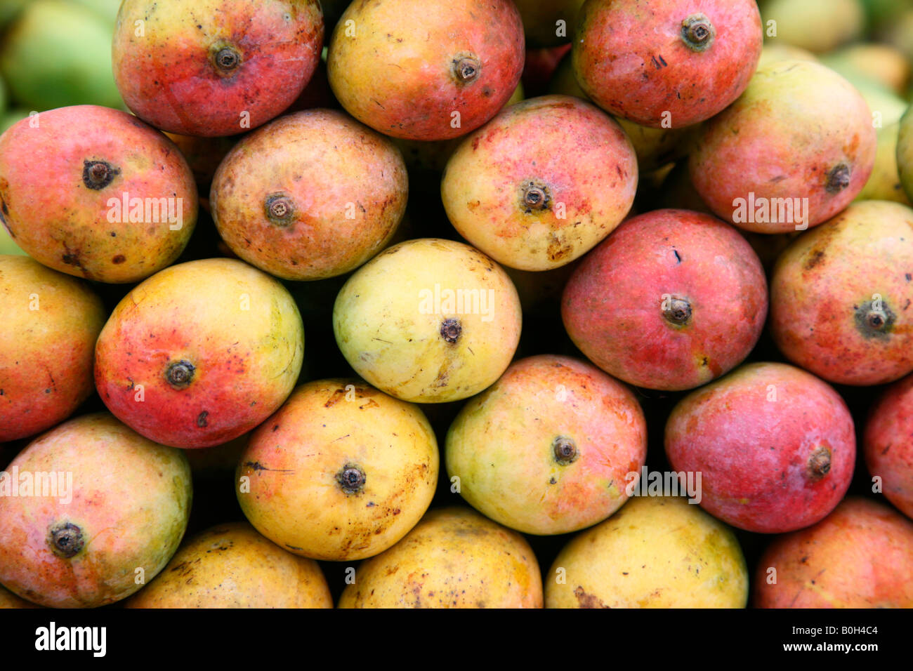 Indian mango tree india hi-res stock photography and images - Alamy