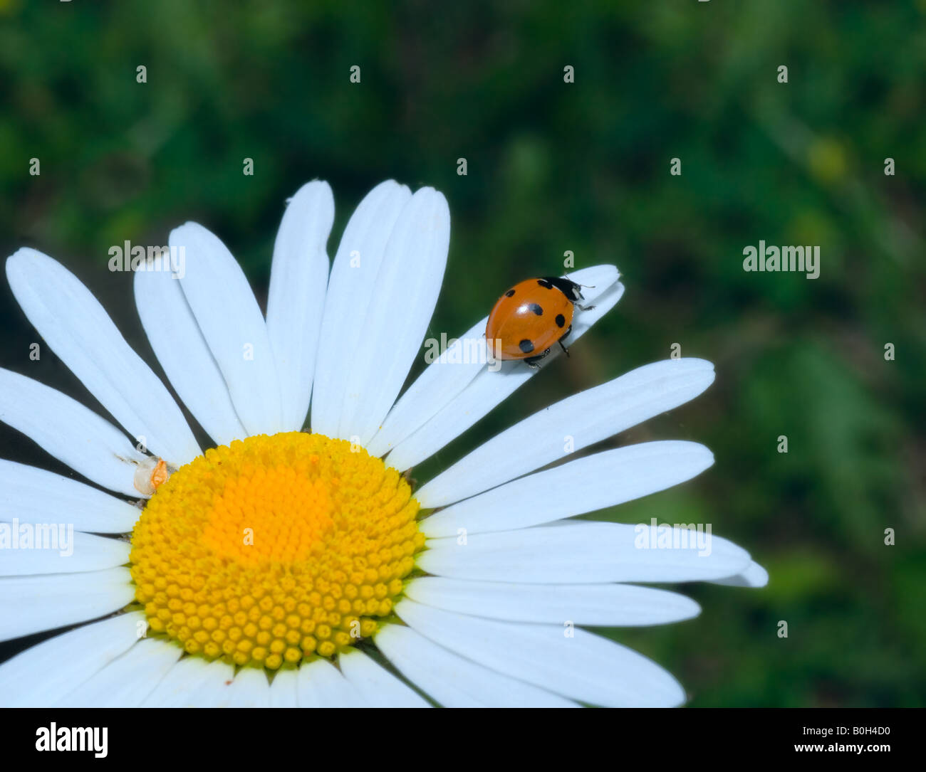Ladybird climbing on grass hi-res stock photography and images - Alamy