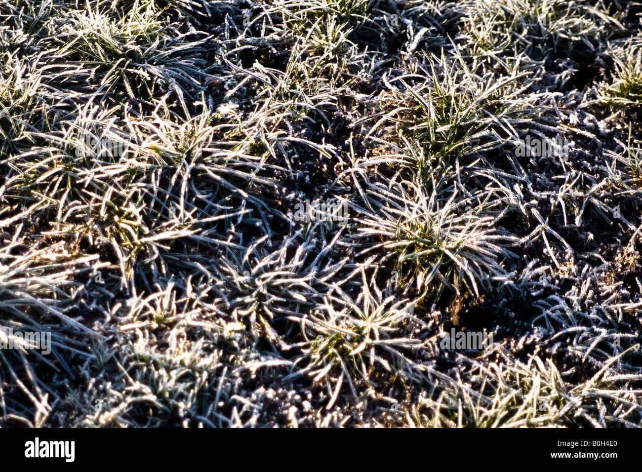 Frosty grass textures Stock Photo - Alamy