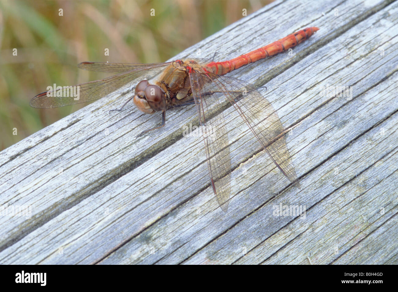 Ruddy Darter Dragonfly (Sympetrum sanguineum Stock Photo - Alamy