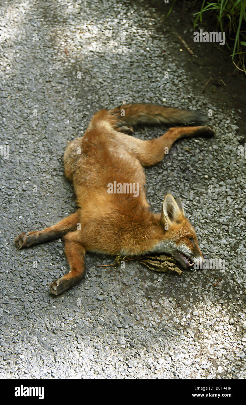 Red Fox roadkill Stock Photo - Alamy
