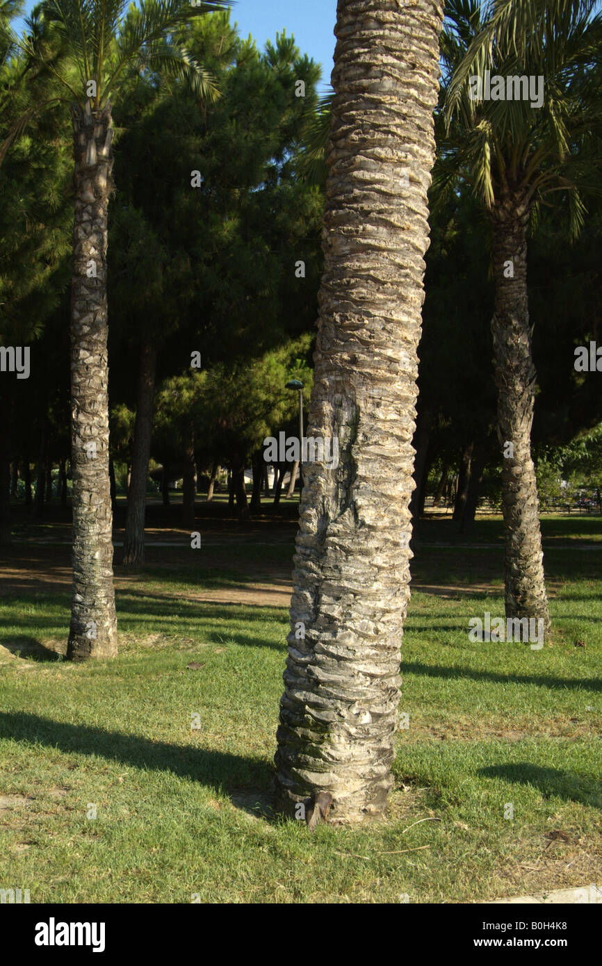 palm trees at the Turia gardens in Valencia, Spain Stock Photo - Alamy