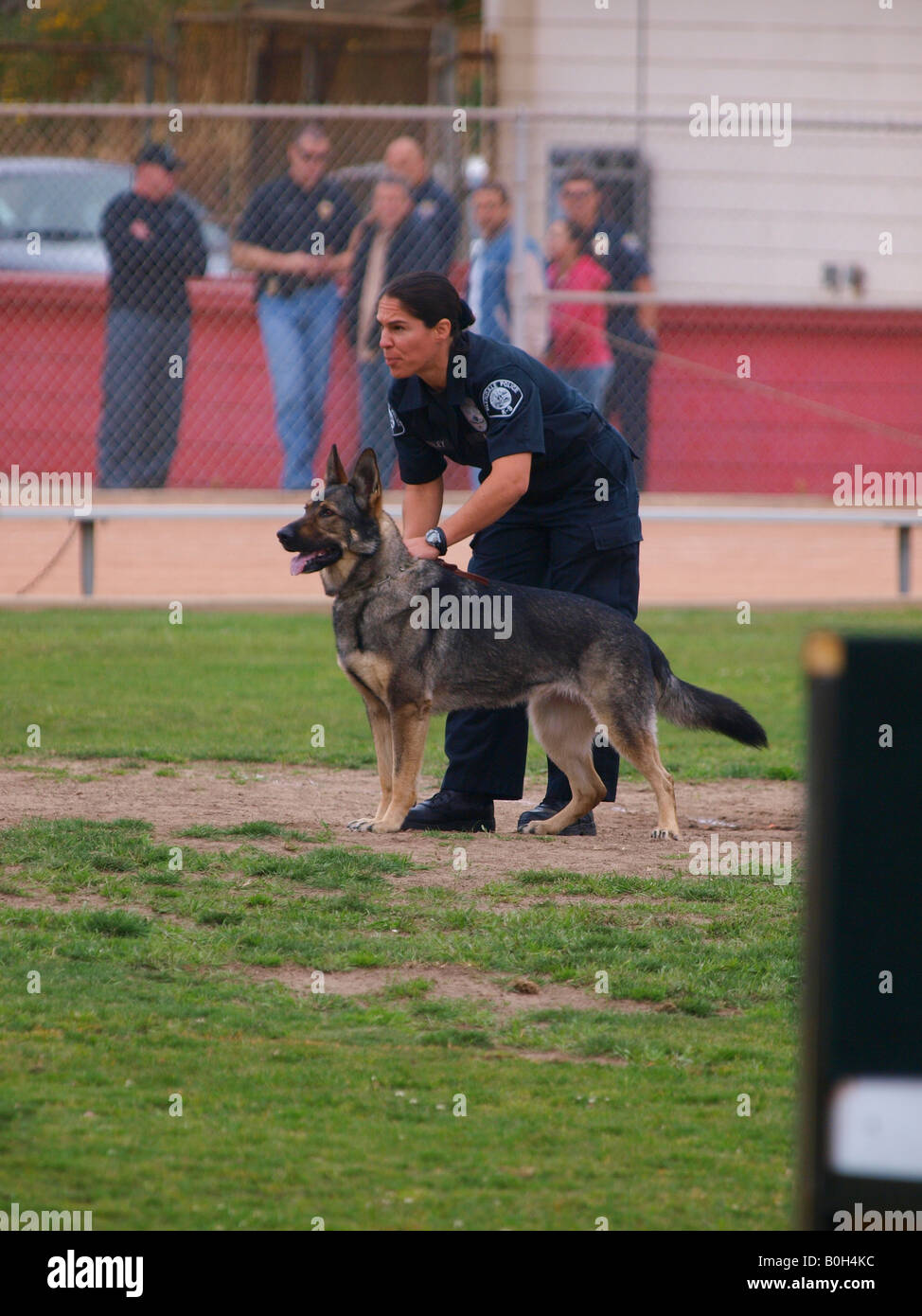 Female police officer prepares to release her German Shepherd at the ...