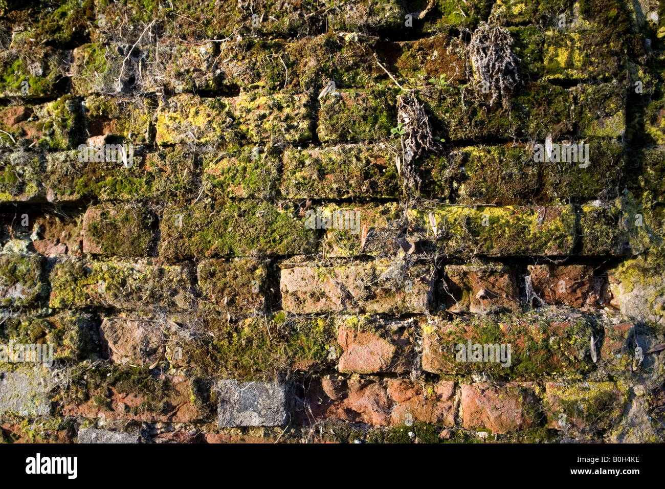 Brick covered in moss hi-res stock photography and images - Alamy