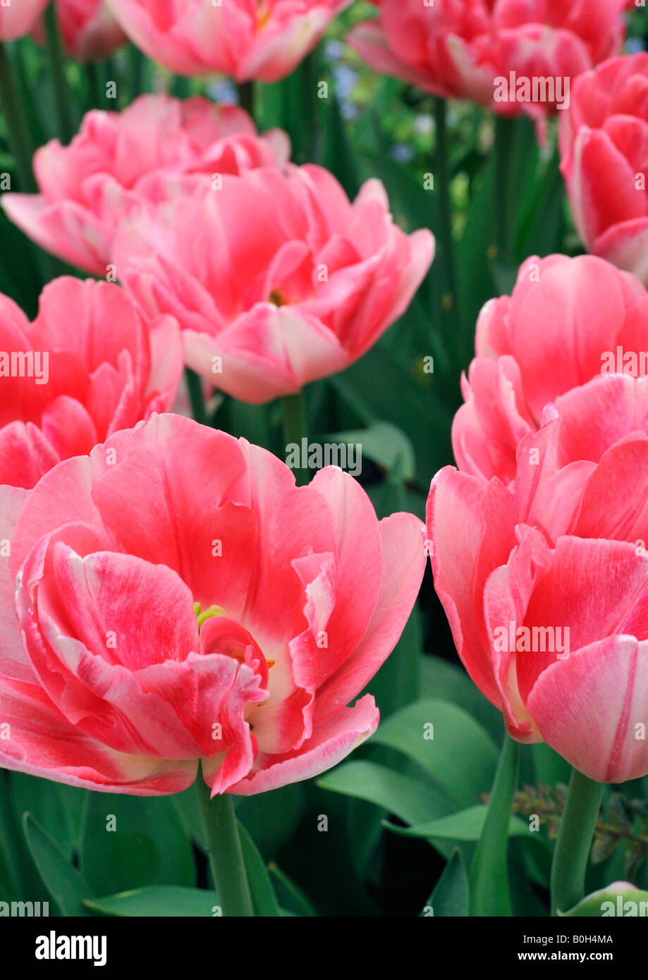 Pink foxtrot hi-res stock photography and images - Alamy