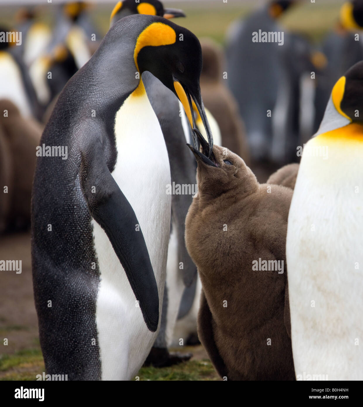 King Penguin feeding chick - Aptenodytes patagonicus - at Volunteer ...