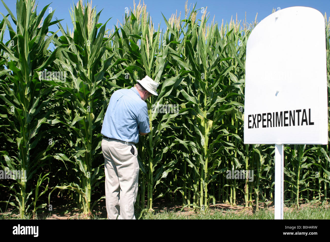 A plant scientist examines exerimental growth of maize (corn Stock ...