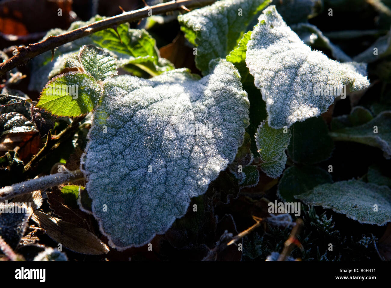 Frost covered leaves Stock Photo - Alamy