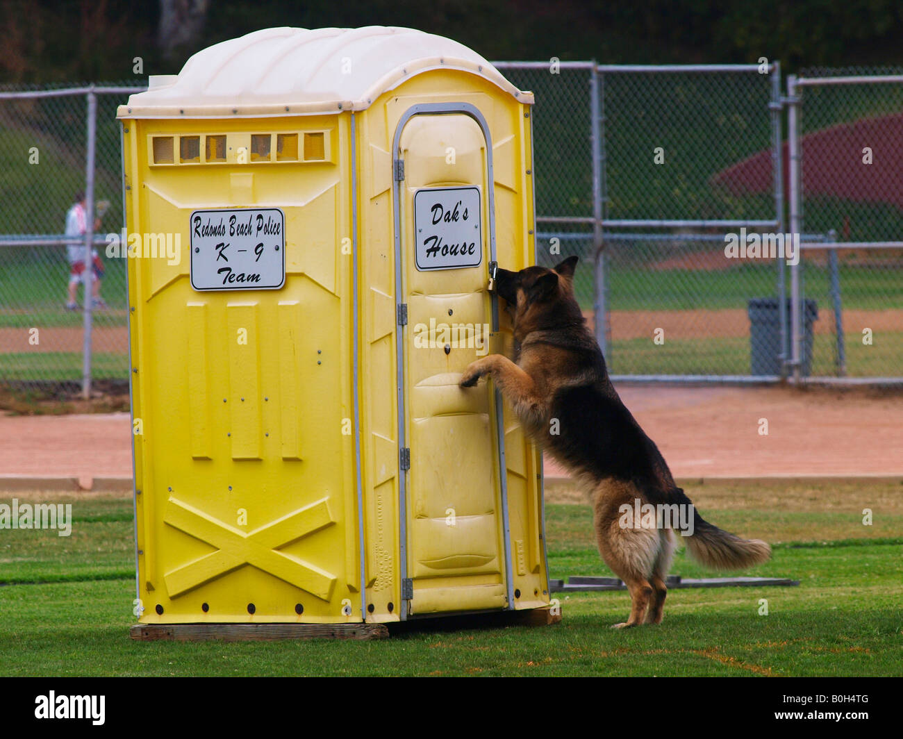 German Shepherd police dog locates the drug stash in the K9 trials ...