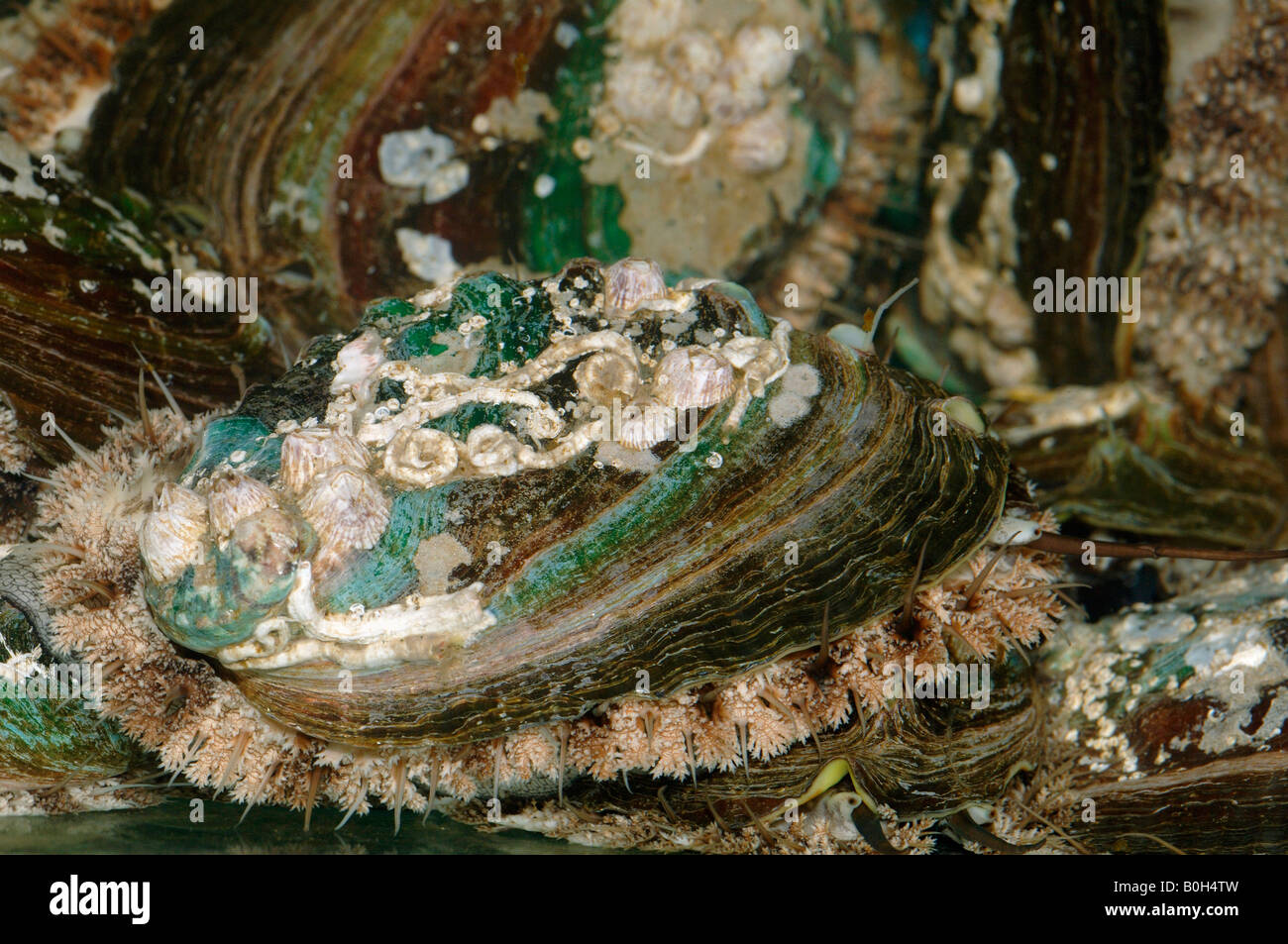 Live Abalone In Ocean